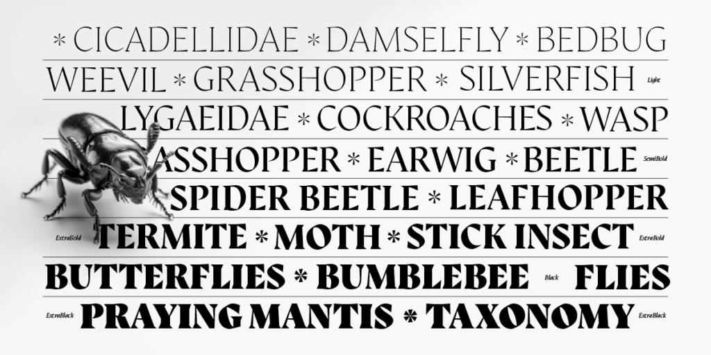 Embodying Emotion in Every Curve: Deconstructing Fontfabric's Typefaces ...